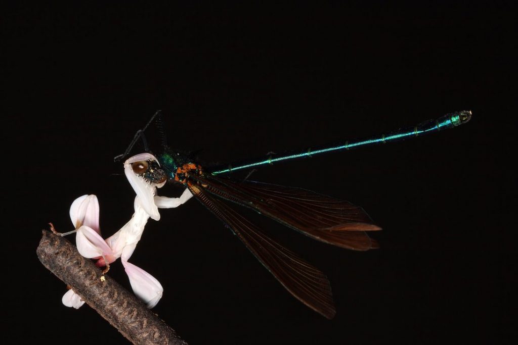 Los 20 tipos de mantis religiosa más curiosos y extraordinarios del mundo